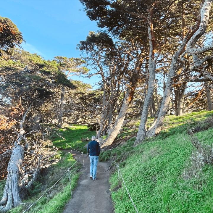 12 Best Things To Do In Point Lobos State Natural Reserve, California ...